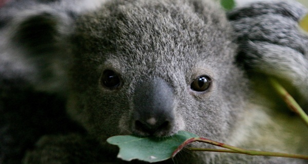 Koala Conservation Efforts Intensify As The Species Rapidly Declines