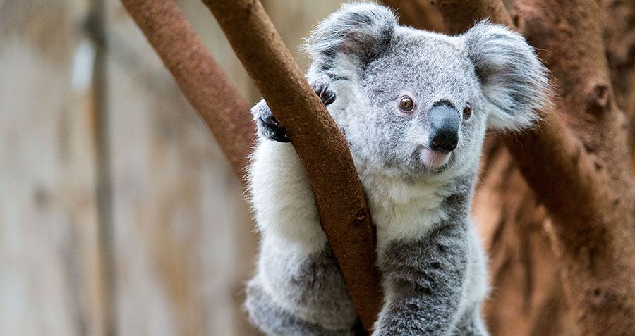 Koala Conservation Efforts Intensify As The Species Rapidly Declines