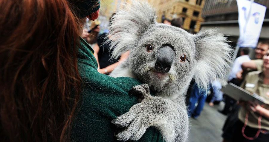 Koala Conservation Efforts Intensify As The Species Rapidly Declines
