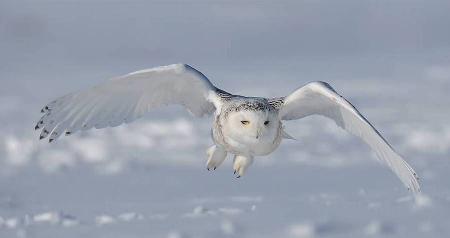 Arctic Animals: 21 Incredible Creatures You'll Only Find In The Snow