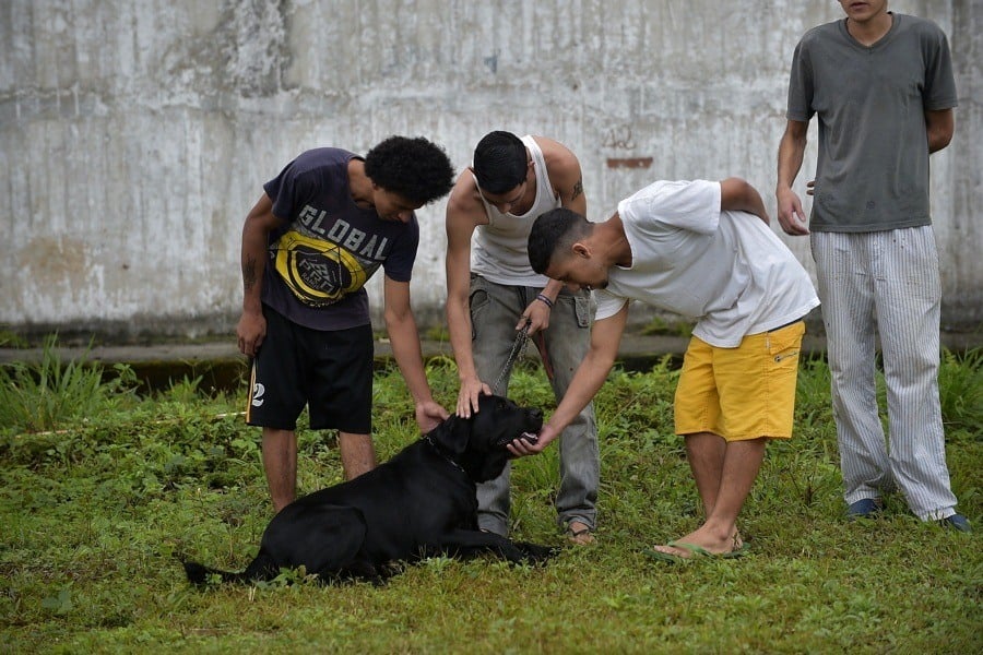 Therapy Animals: Photos And Facts That Explain Their Growing Role