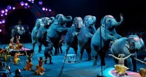 Murderous Mary: An Elephant Killed For Being, Well, An Elephant