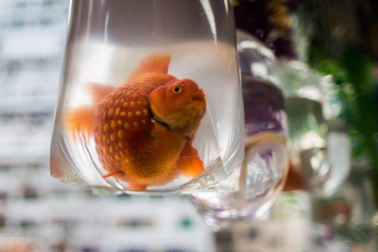 Why Your Pet Goldfish Turns Into A Monster If You Set It Free