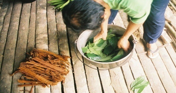Ayahuasca, The Most Psychedelic Tea You'll Ever Try