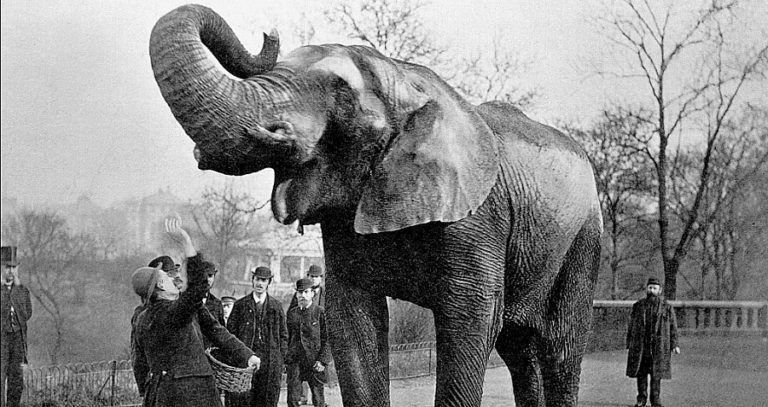 Murderous Mary: An Elephant Killed For Being, Well, An Elephant