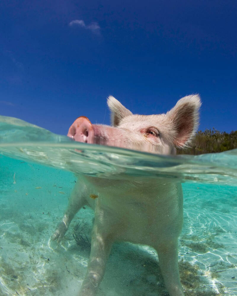 Inside Pig Beach, Home Of The Bahamas' Swimming Pigs