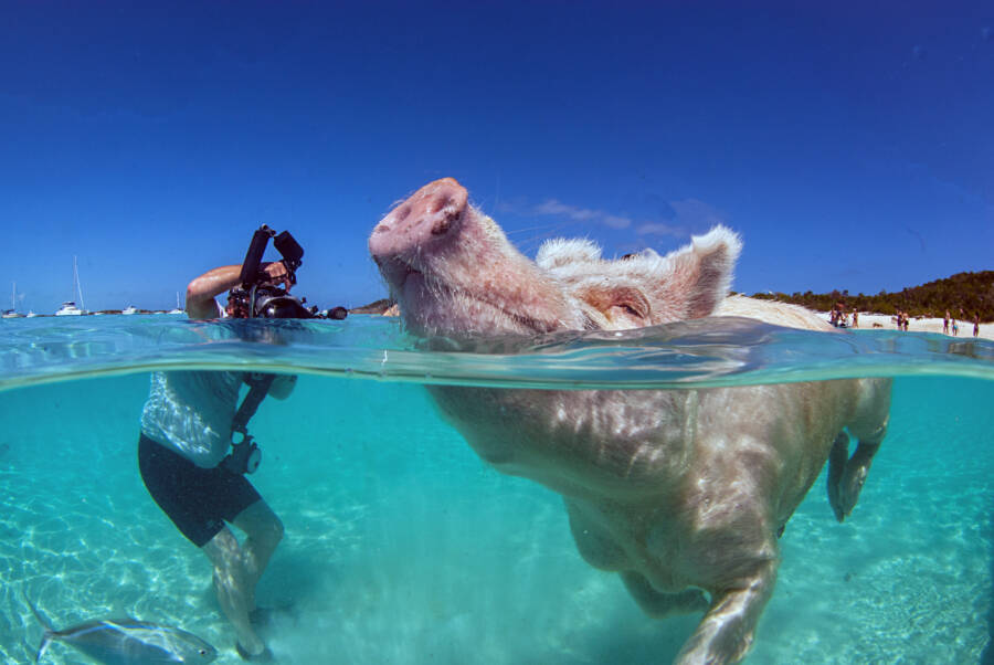 Inside Pig Beach, Home Of The Bahamas' Swimming Pigs