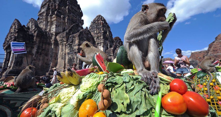 One-Of-A-Kind Scenes From Thailand's Monkey Buffet Festival