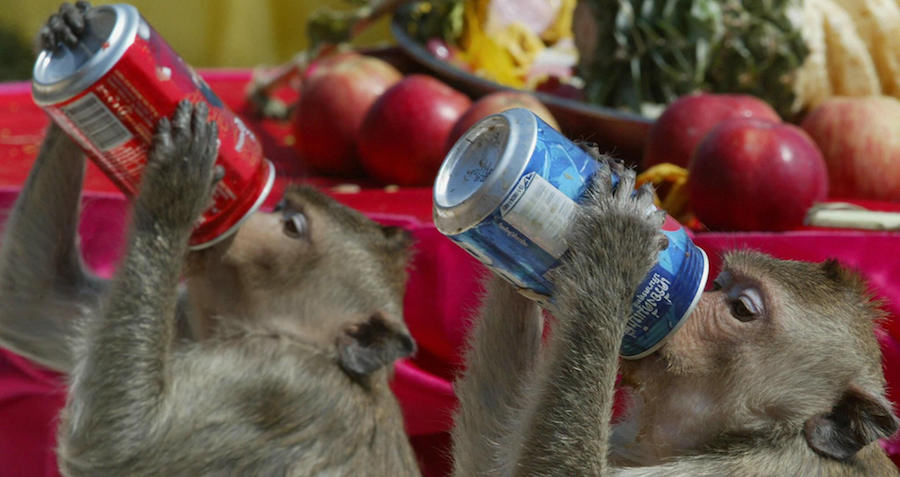 One-Of-A-Kind Scenes From Thailand's Monkey Buffet Festival