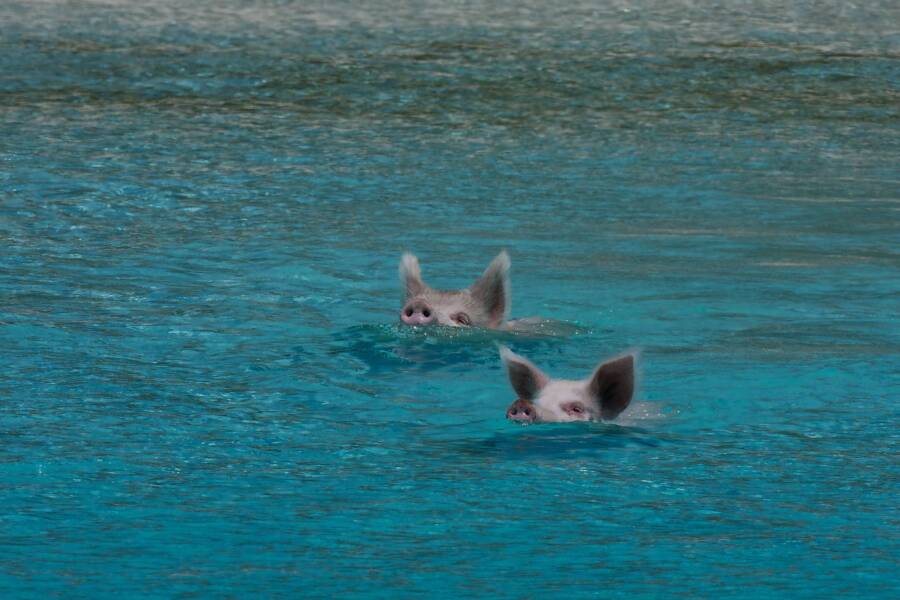 Inside Pig Beach, Home Of The Bahamas' Swimming Pigs