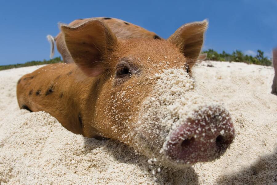 Inside Pig Beach, Home Of The Bahamas' Swimming Pigs
