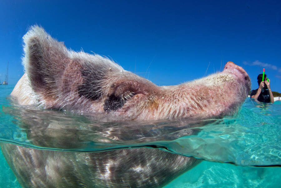 Inside Pig Beach, Home Of The Bahamas' Swimming Pigs