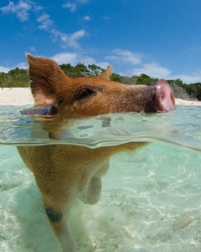Inside Pig Beach, Home Of The Bahamas' Swimming Pigs