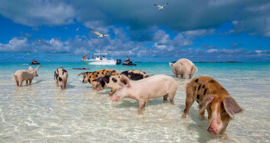 Inside Pig Beach, Home Of The Bahamas' Swimming Pigs
