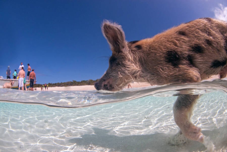 Inside Pig Beach, Home Of The Bahamas' Swimming Pigs