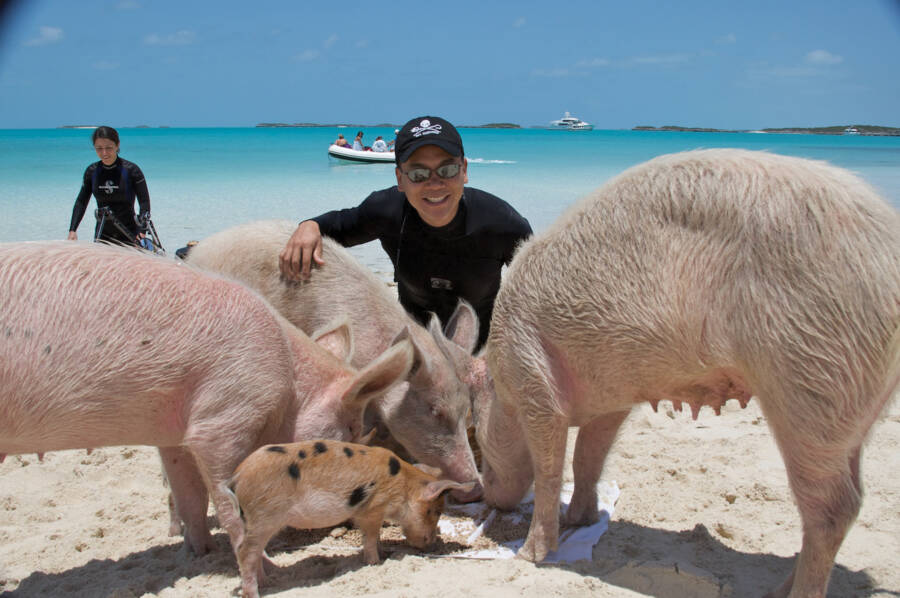 Inside Pig Beach, Home Of The Bahamas' Swimming Pigs