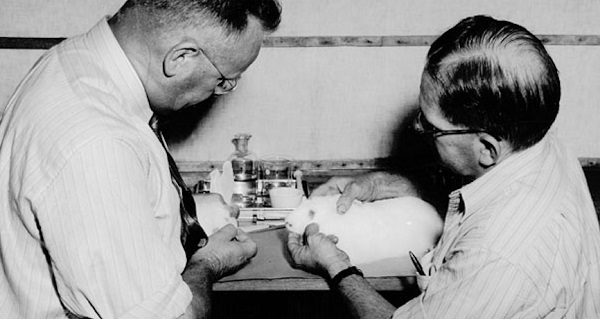 Rabbits In Australia: A Massive Pest Problem With No Real Solution