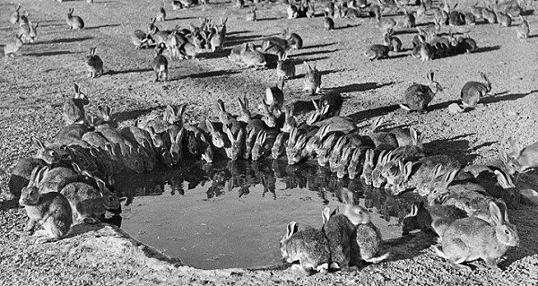 Rabbits In Australia: A Massive Pest Problem With No Real Solution