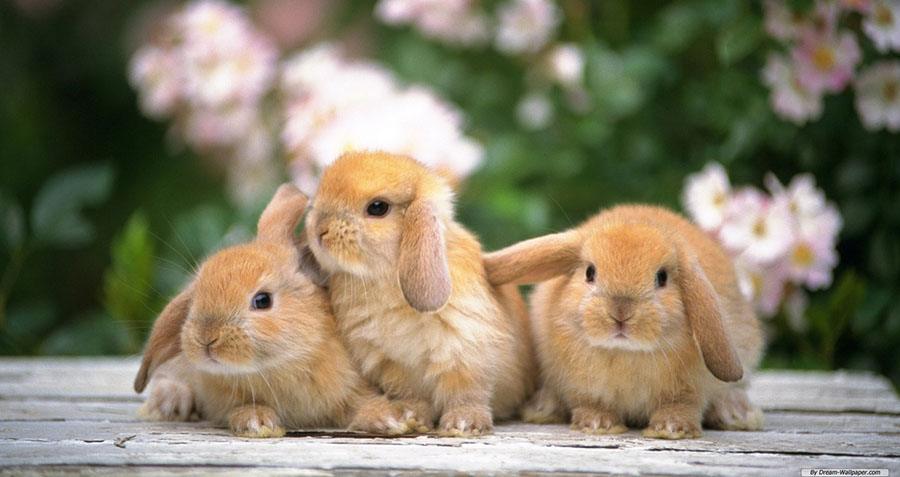 Mary Toft, The Story Of The Woman Who Gave Birth To Bunnies