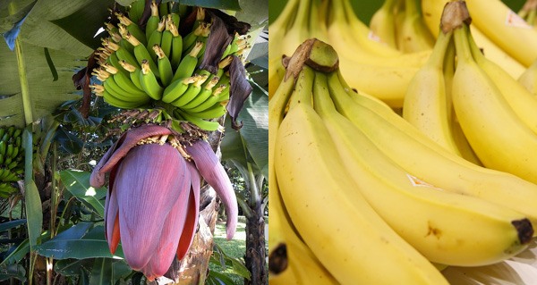 What Your Favorite Foods Look Like Before Harvest And Processing