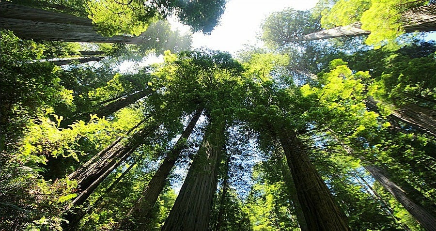 Talking Trees: How Trees Communicate And Care For Each Other