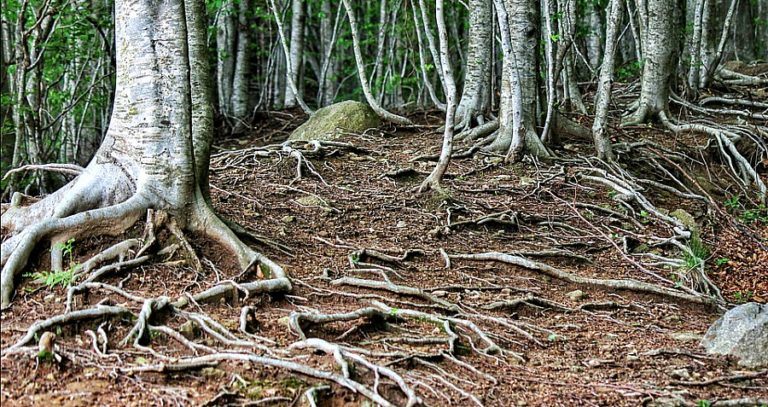 Talking Trees: How Trees Communicate And Care For Each Other