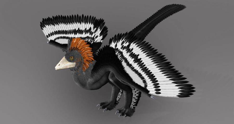 The Anchiornis Looked Like A Chicken And May Have Been Able To Fly