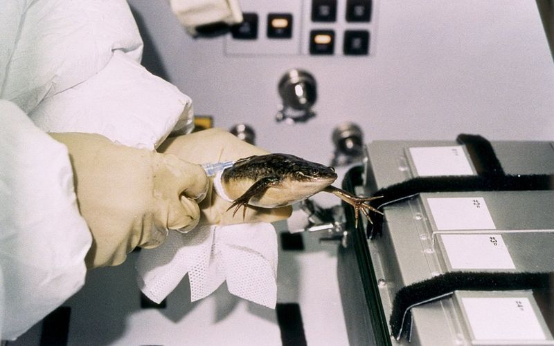 First Animals In Space: Astounding Photos And Stories