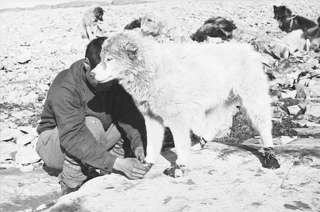 See The Inuit People And Culture Before Their Forced Relocation