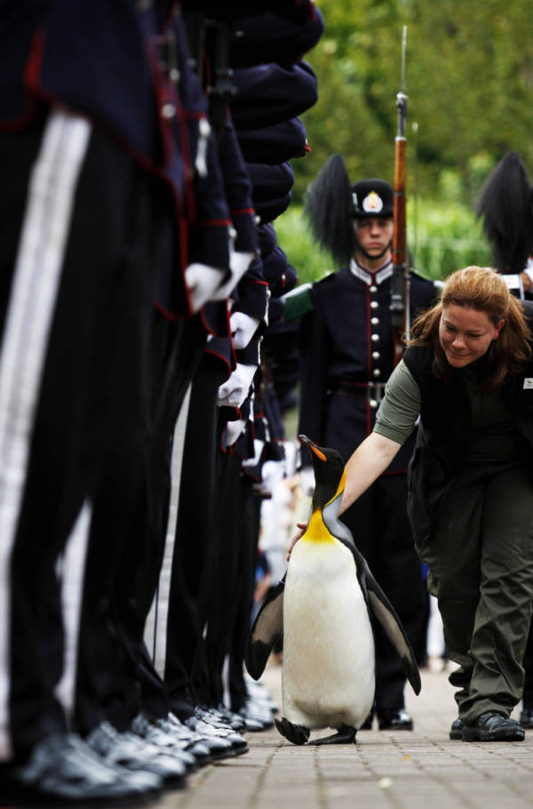 Nils Olav: The Penguin Colonel-in-Chief Of The Norwegian King's Guard