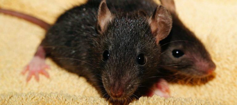 Epigenetics, Or How Your Grandma's Experiences Affect Your Brain