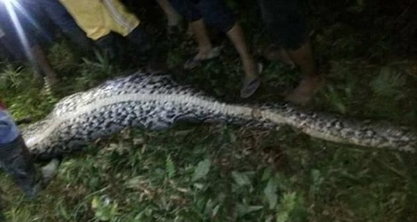 Giant Python Eats Man Alive And Locals Capture The Remains On Camera