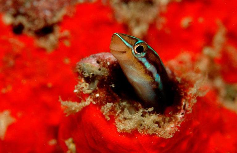 Fangblenny, The Tiny Fanged Fish That Inject Predators With Opium-Like ...