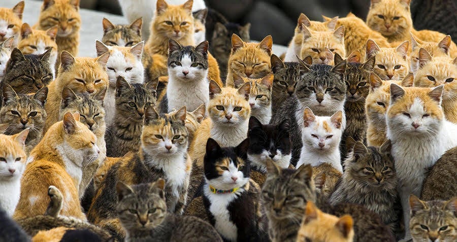 Aoshima: Japan's 'Cat Island' Where Felines Outnumber Humans 36 to 1