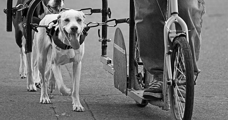 Dog-Powered Inventions: When Dogs Were Workers, Not Pets