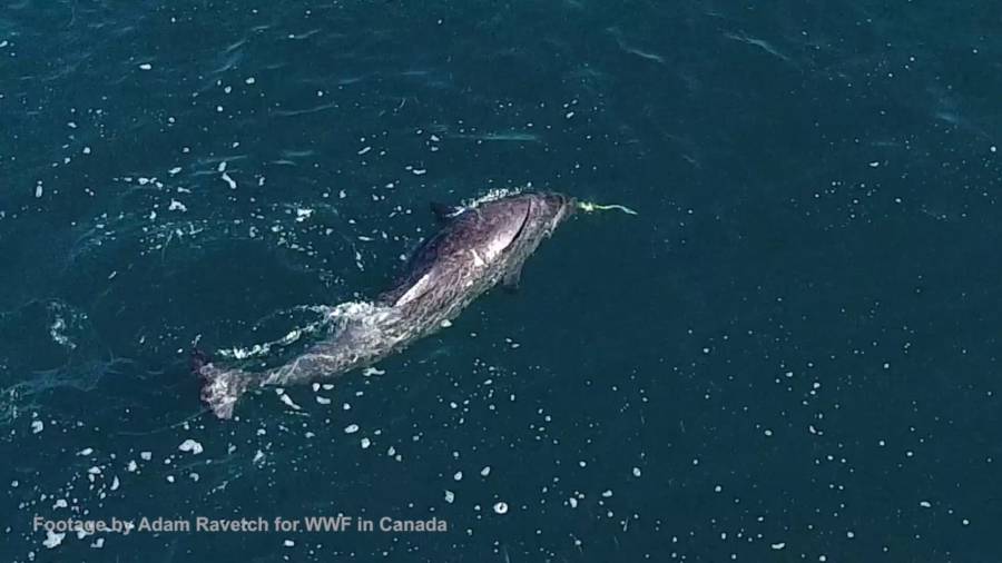 What Are Narwhal Tusks For? Unique Footage Reveals The Answer