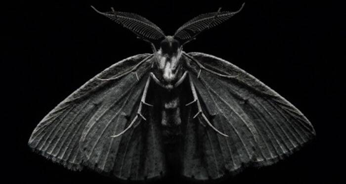 The Story Of The Mothman, The Creature That Terrorized West Virginia