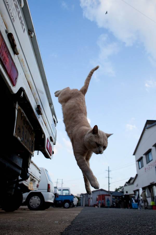 Aoshima: Japan's 'Cat Island' Where Felines Outnumber Humans 36 to 1
