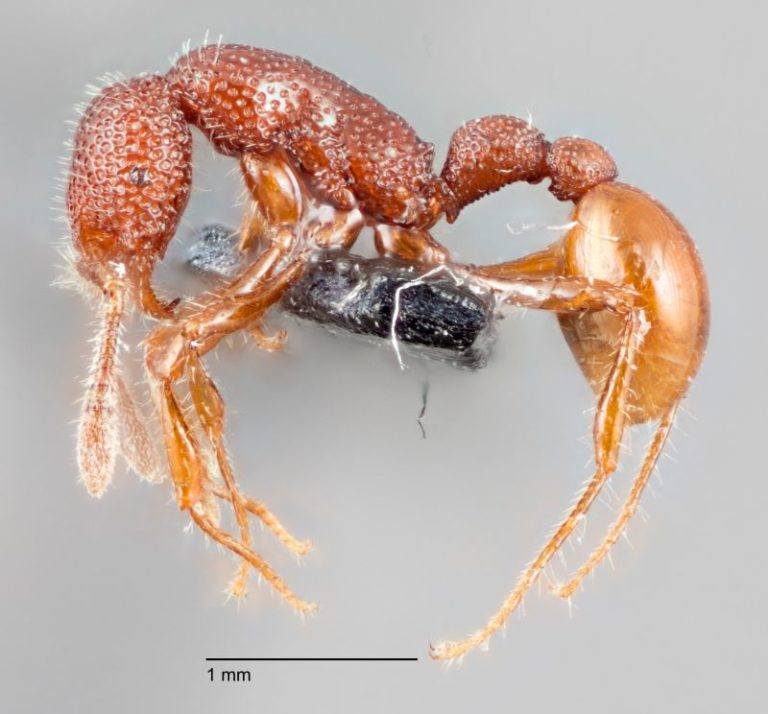 T. Rex Ants Discovered Alive for the First Time. Researchers Amused to ...