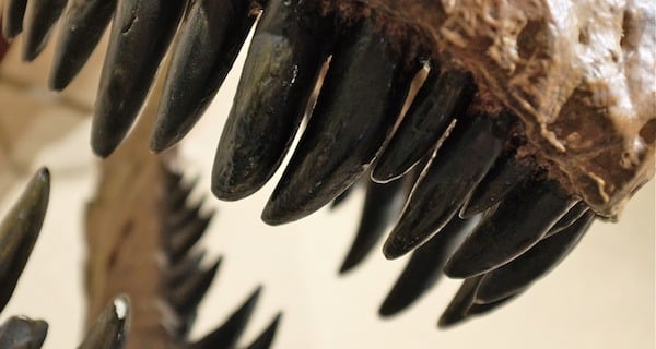 Scientists Figure Out Exactly How Strong A T. Rex Bite Was