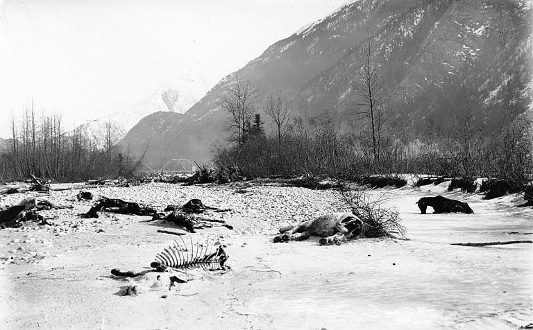 Klondike Gold Rush: 39 Fascinating Historical Photos