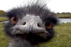 The Great Emu War Of 1932 And Australia's Futile Attempt To Eradicate Emus