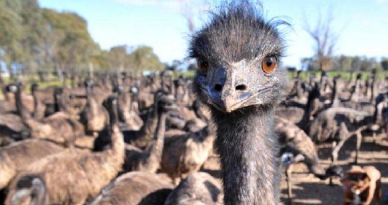 The Great Emu War Of 1932 And Australia's Futile Attempt To Eradicate Emus