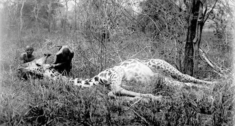 Rise In Poaching Is Wiping Out Giraffes, New Report Shows