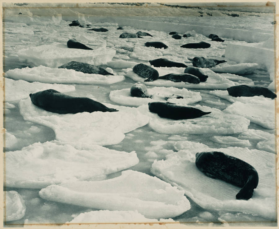 Antarctic Expeditions: 33 Breathtaking Early 20th Century Images