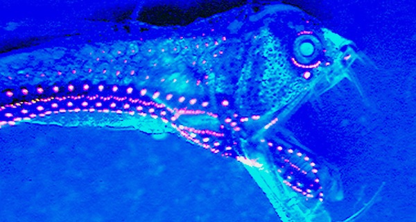 In First-Ever Australian Deep Sea Investigation, Researchers Discover ...