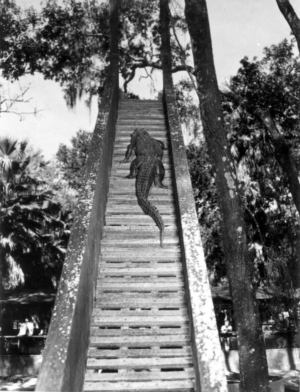 Alligator Farms: 33 Astounding Vintage Photographs