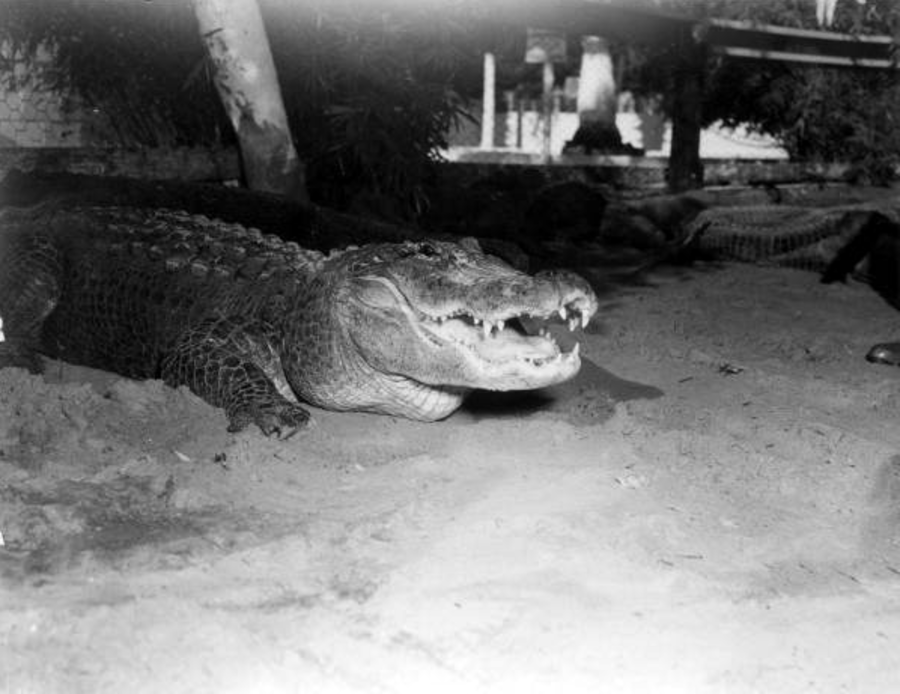 Alligator Farms: 33 Astounding Vintage Photographs