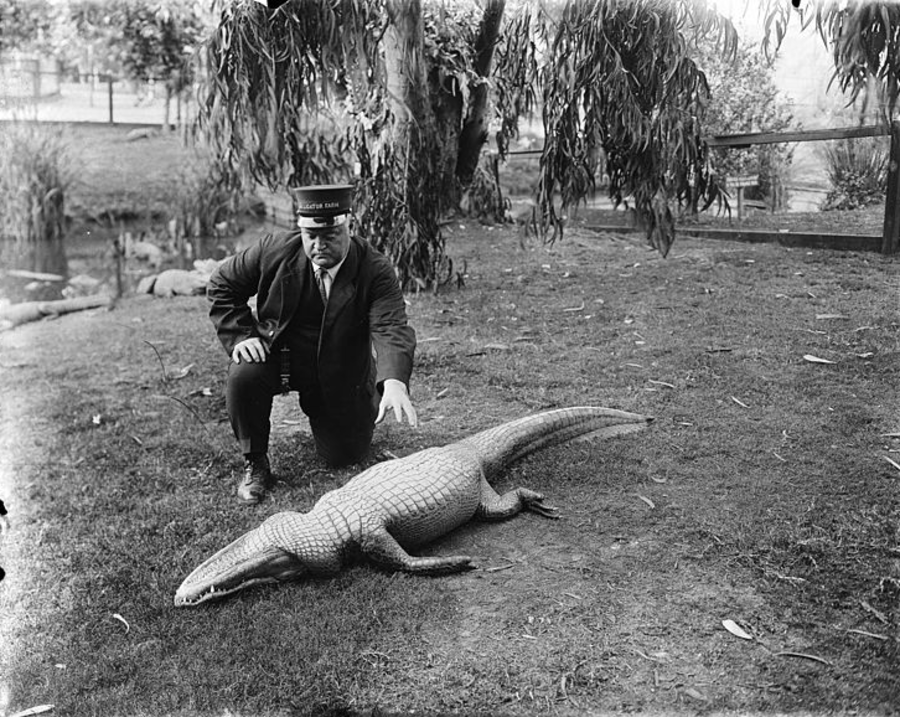 Alligator Farms: 33 Astounding Vintage Photographs