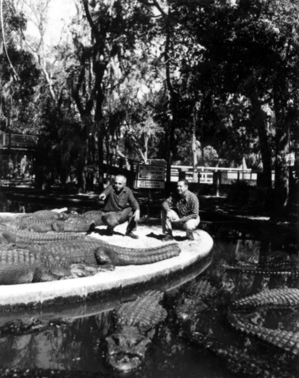Alligator Farms: 33 Astounding Vintage Photographs